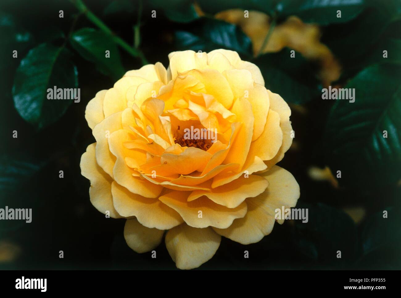 Amber queen rose hi-res stock photography and images - Alamy