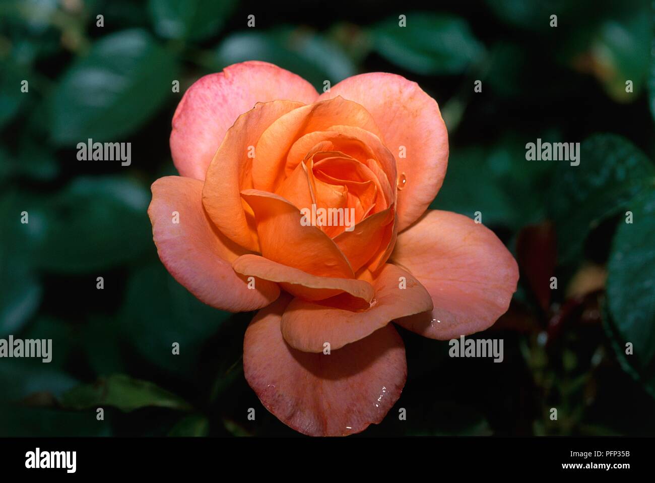 Rosa atlantic star hi-res stock photography and images - Alamy