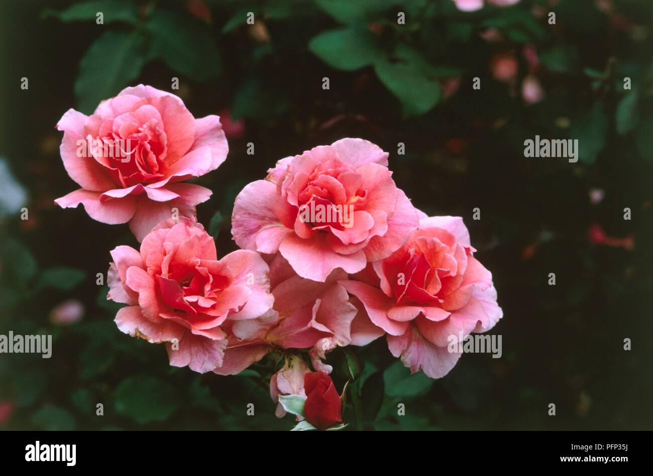 Rosa duet hi-res stock photography and images - Alamy