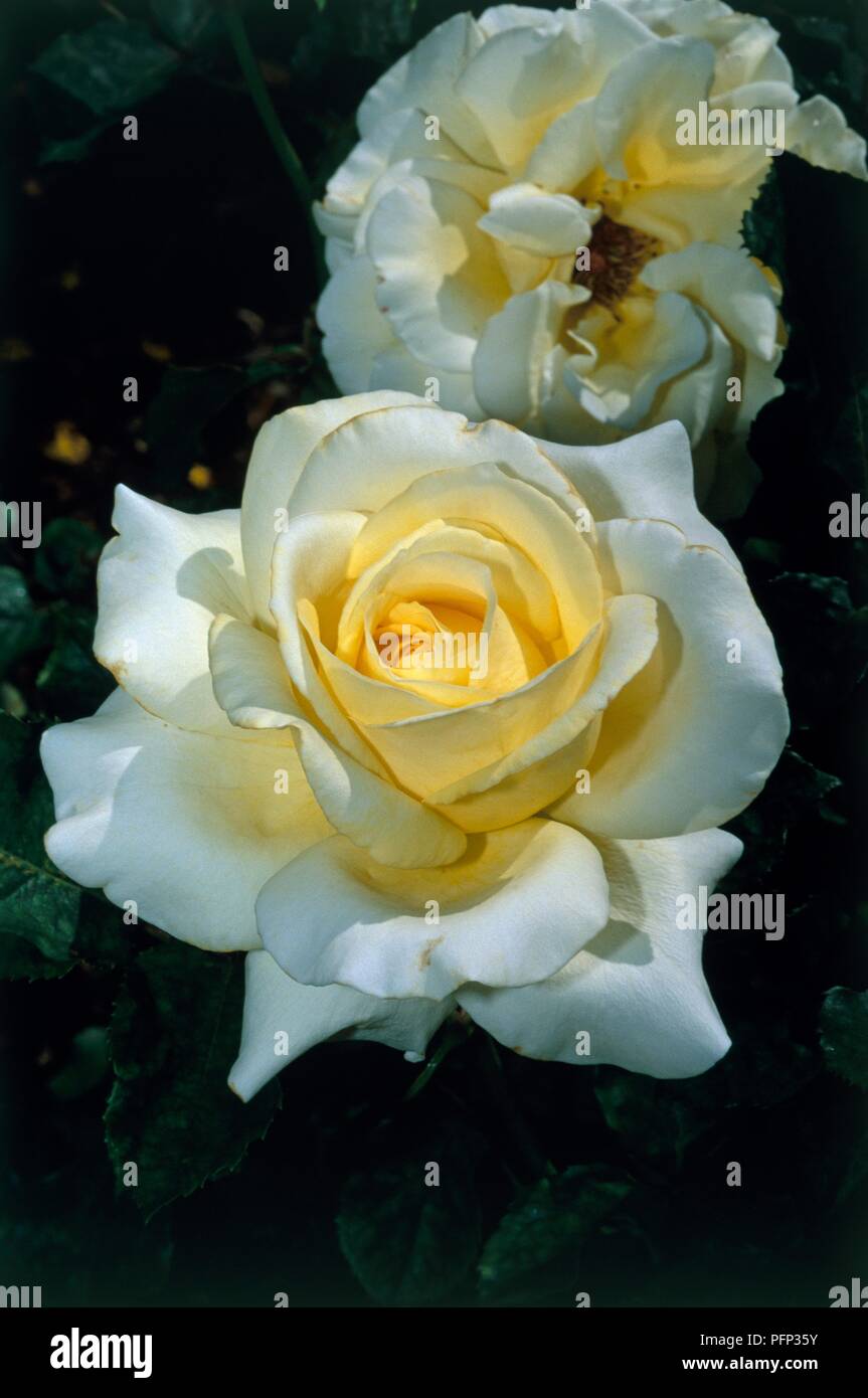 Cultivar elina hi-res stock photography and images - Alamy