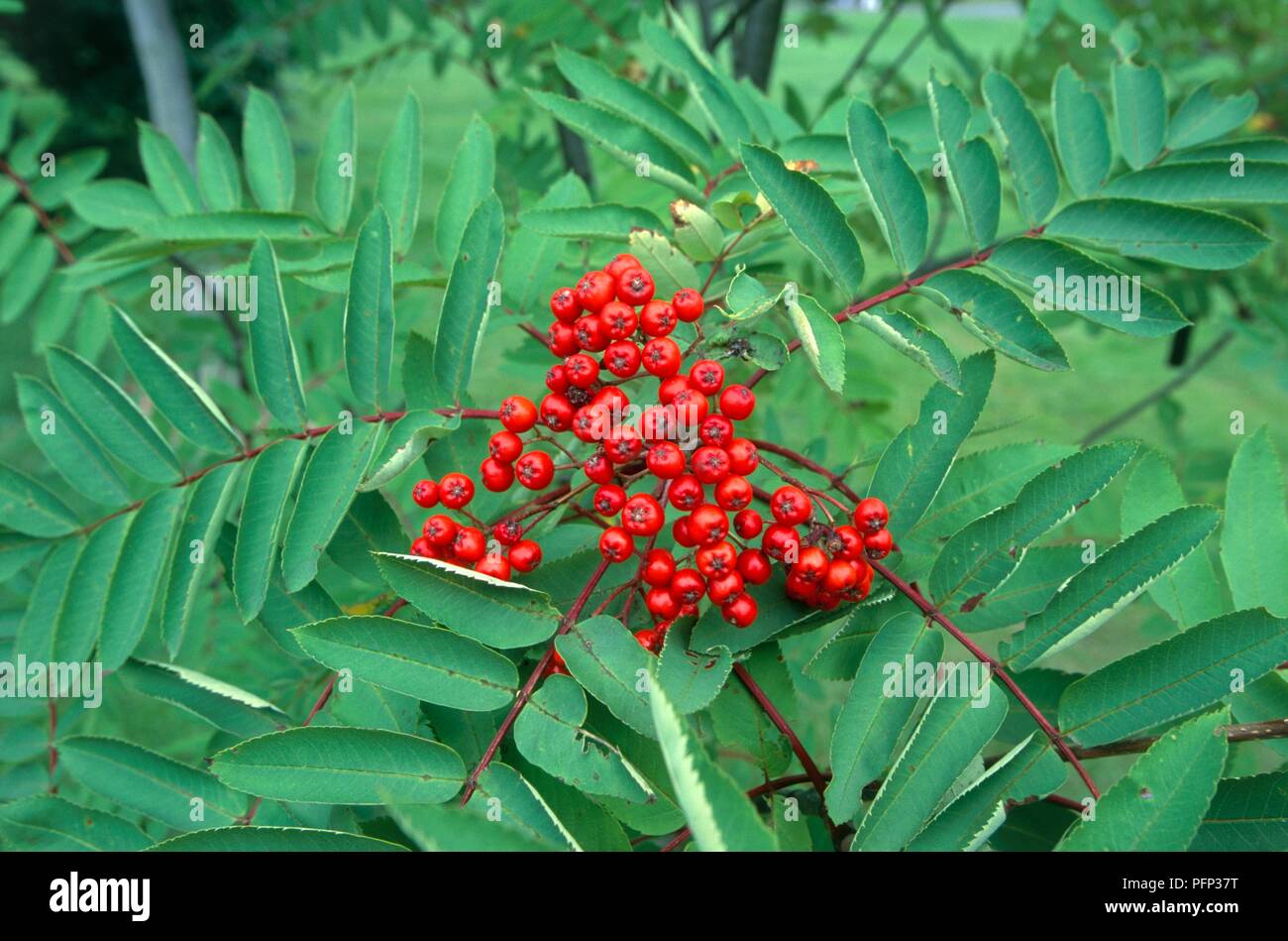 Sorbus decora with cluster of spherical bright red berries and pinnate ...