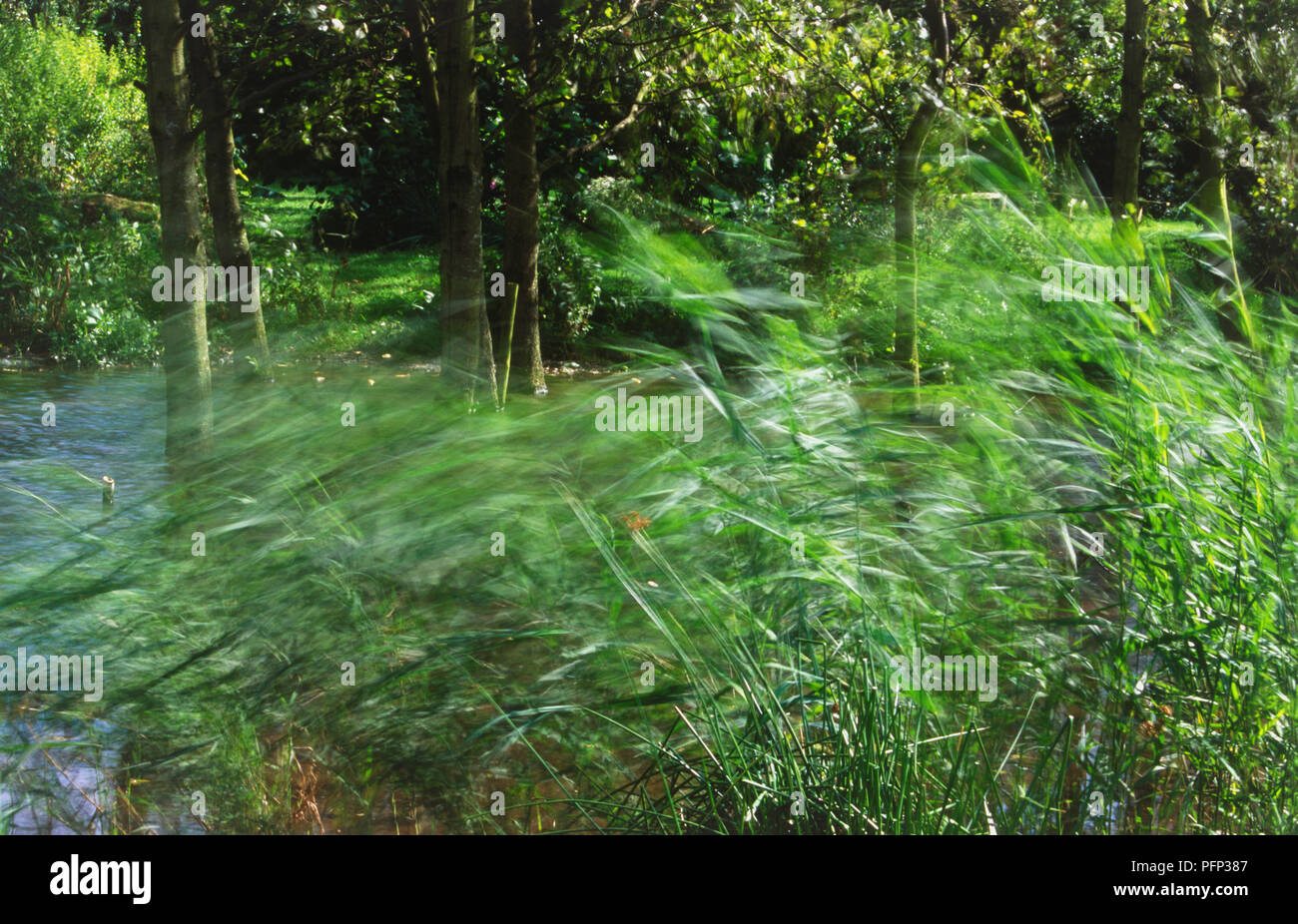 Long grasses blowing in a forest Stock Photo - Alamy