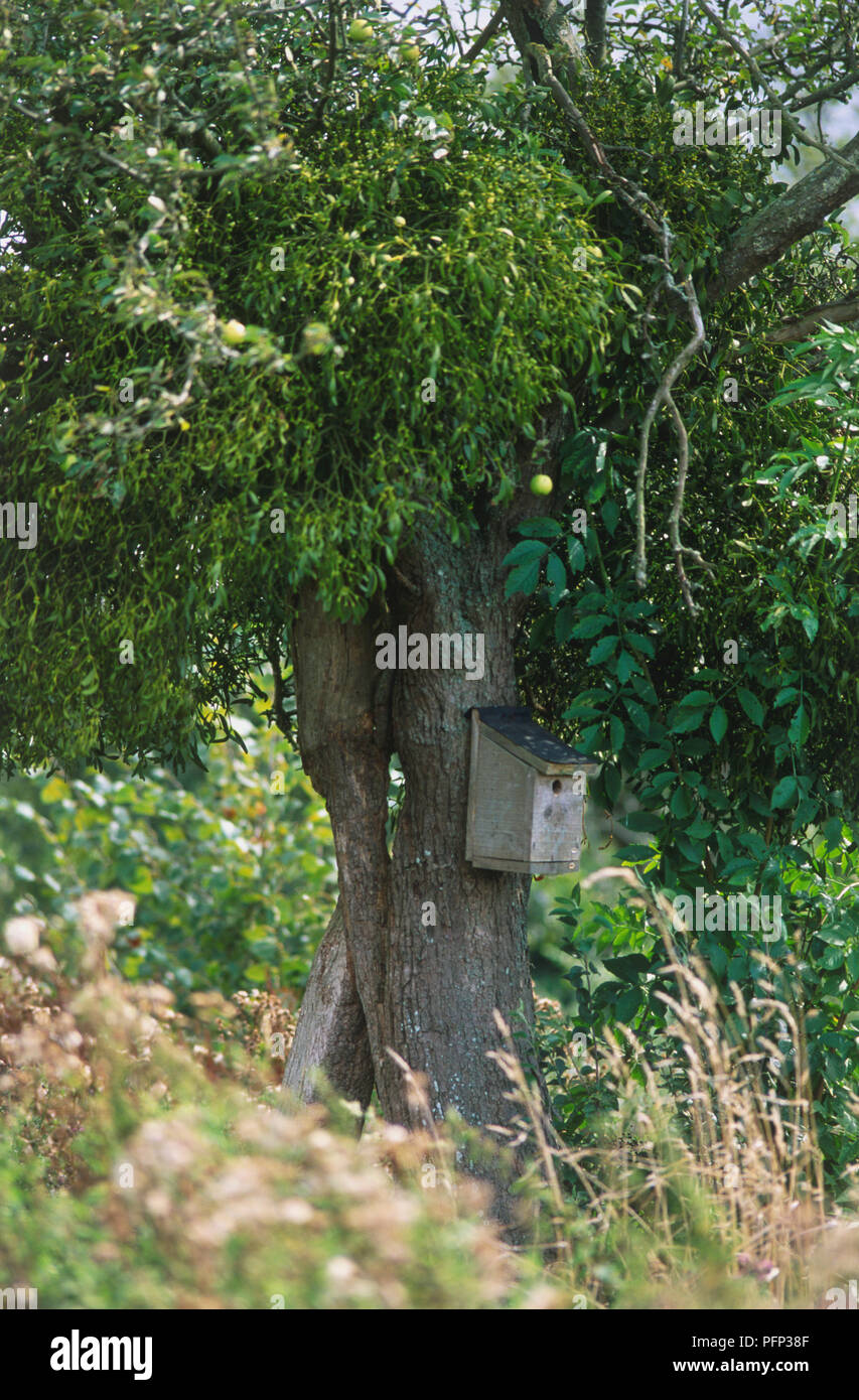 Nesting box attached to tree Stock Photo - Alamy