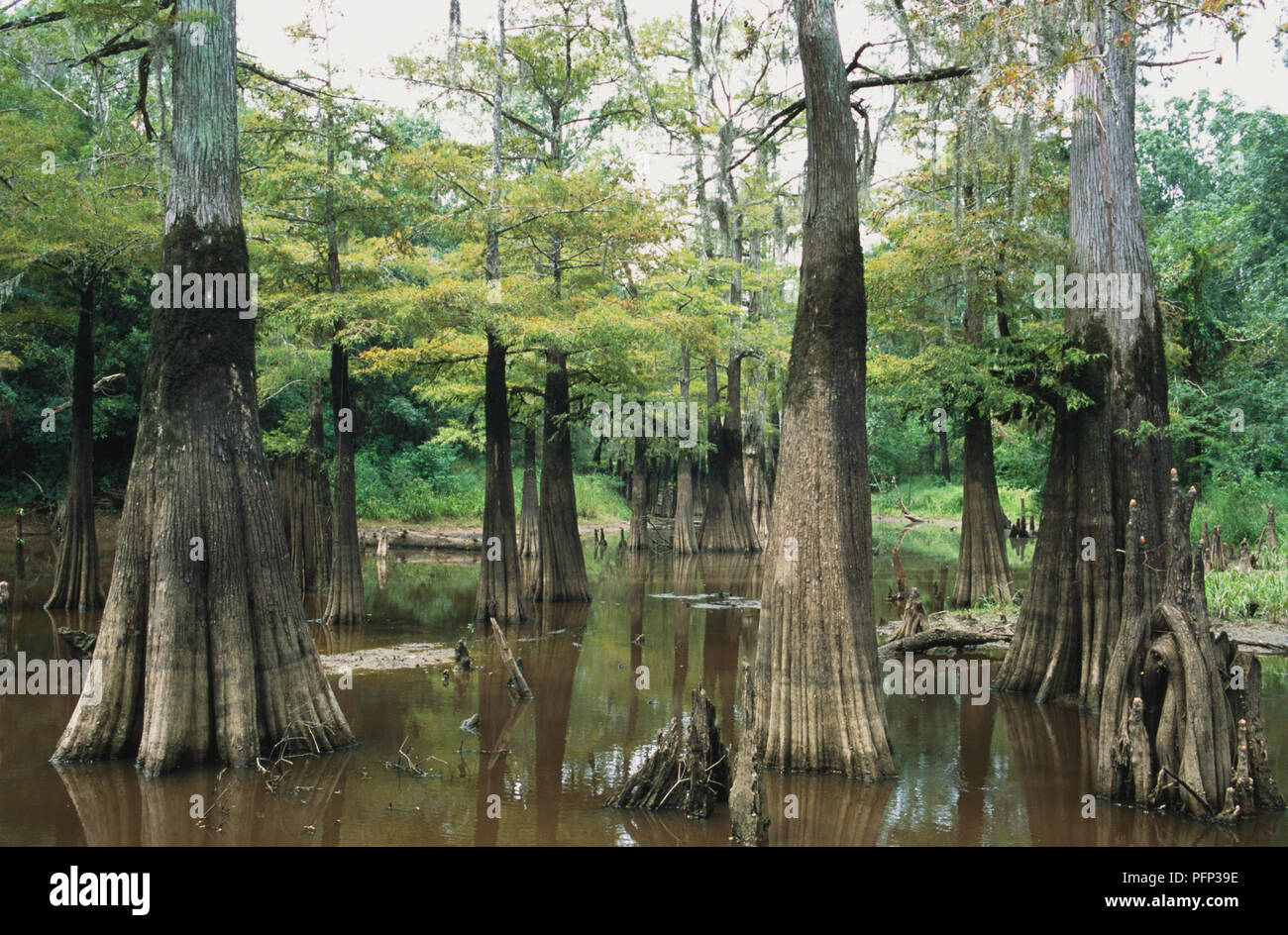 USA, Texas, Big Thicket National Preserve, dense Swamp Cypress/ Common ...