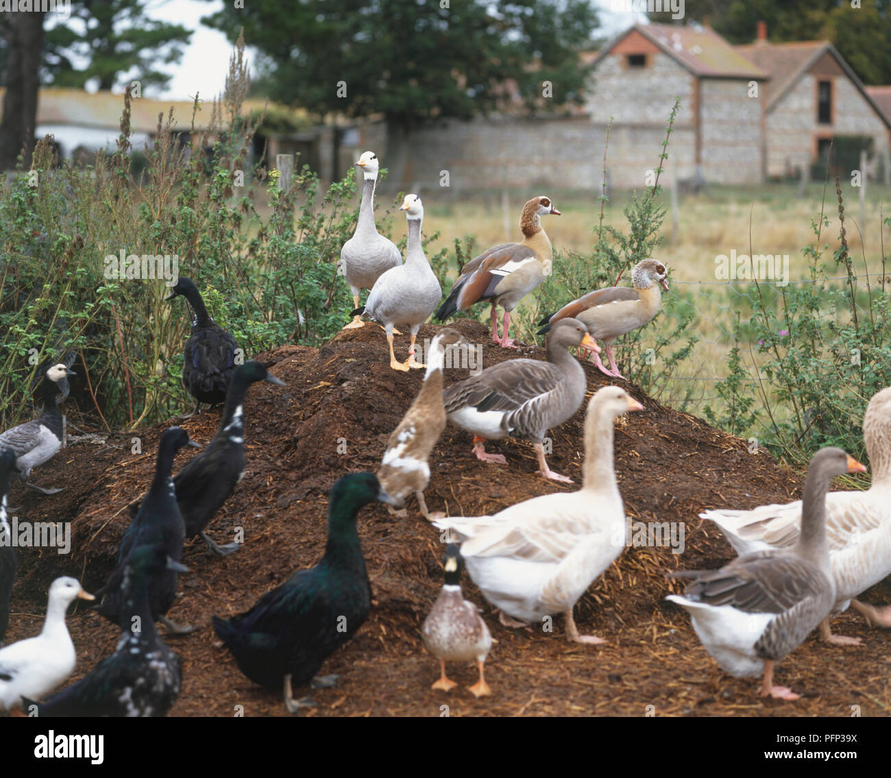 Ducks, various colours, walking on a mound of earth Stock Photo - Alamy