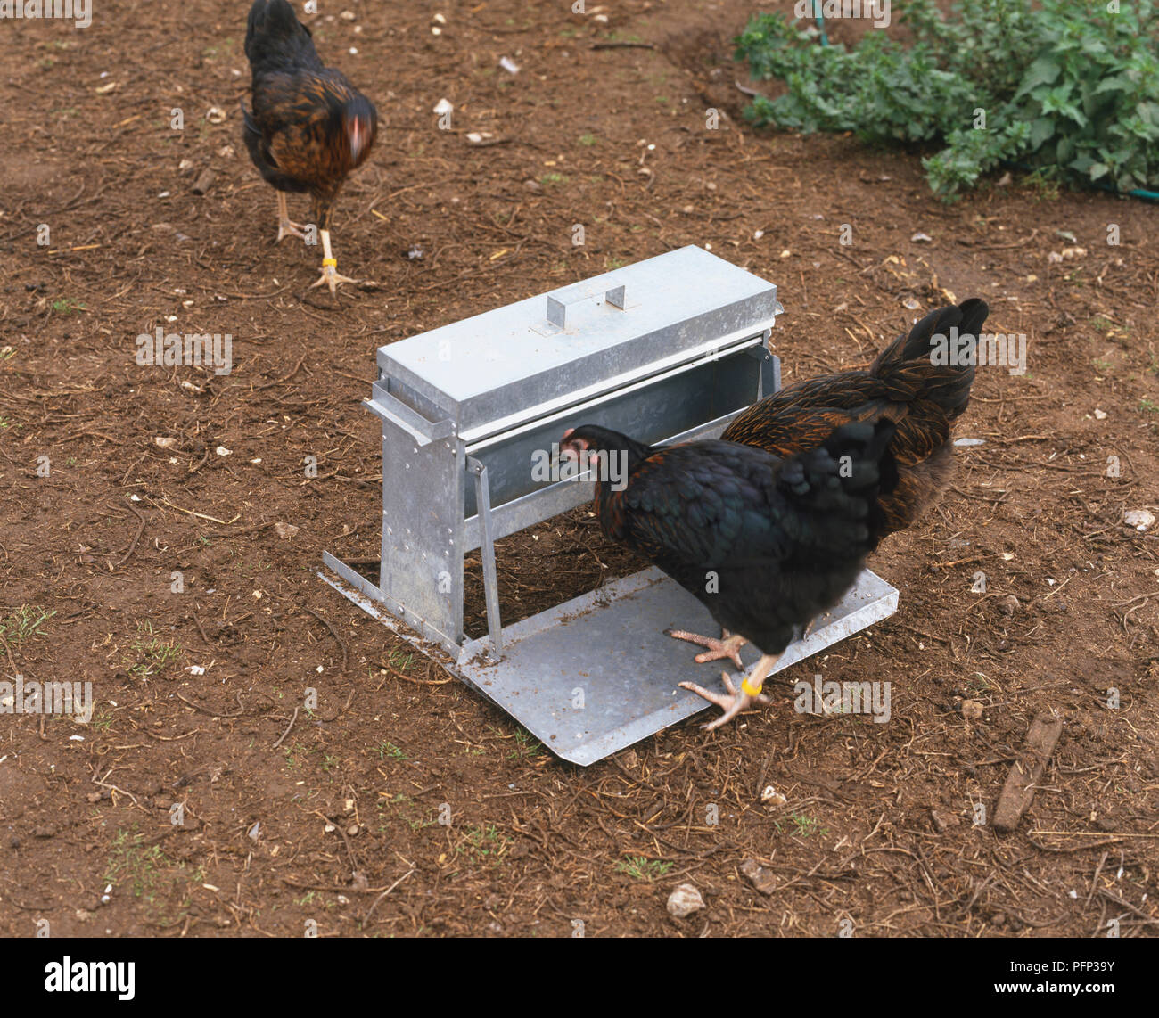 Two chickens feeding from an automatic trough Stock Photo - Alamy
