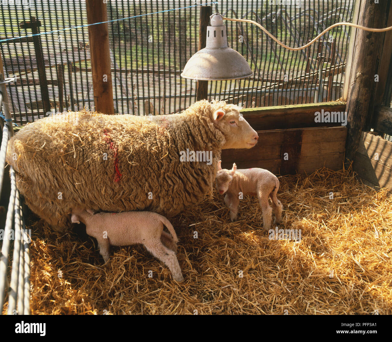 Sheep feeding lamb hi-res stock photography and images - Alamy