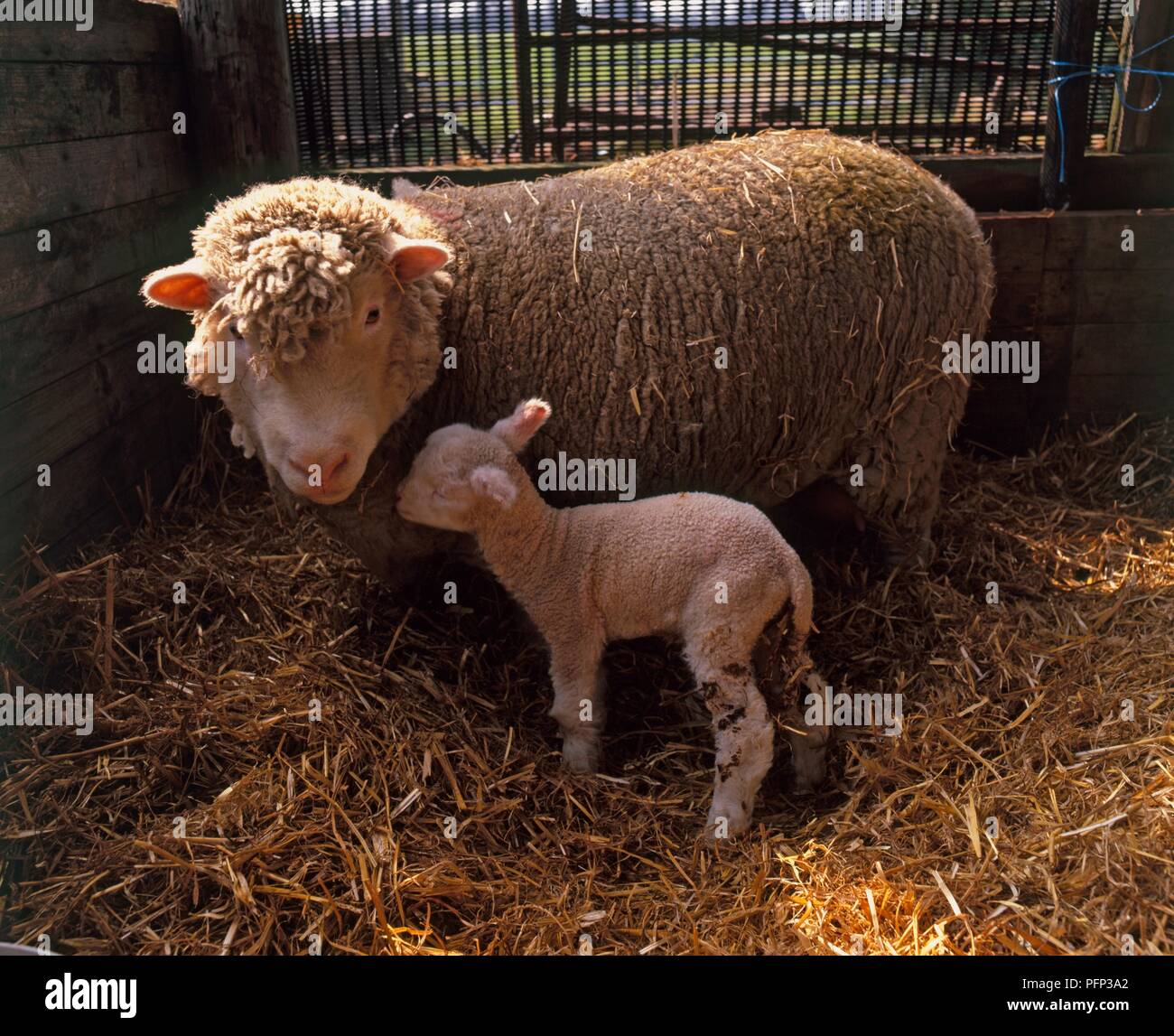 Ewe with newborn lamb inside barn on straw Stock Photo - Alamy