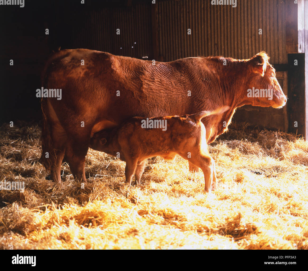 Domestic animals cow calf hi-res stock photography and images - Alamy