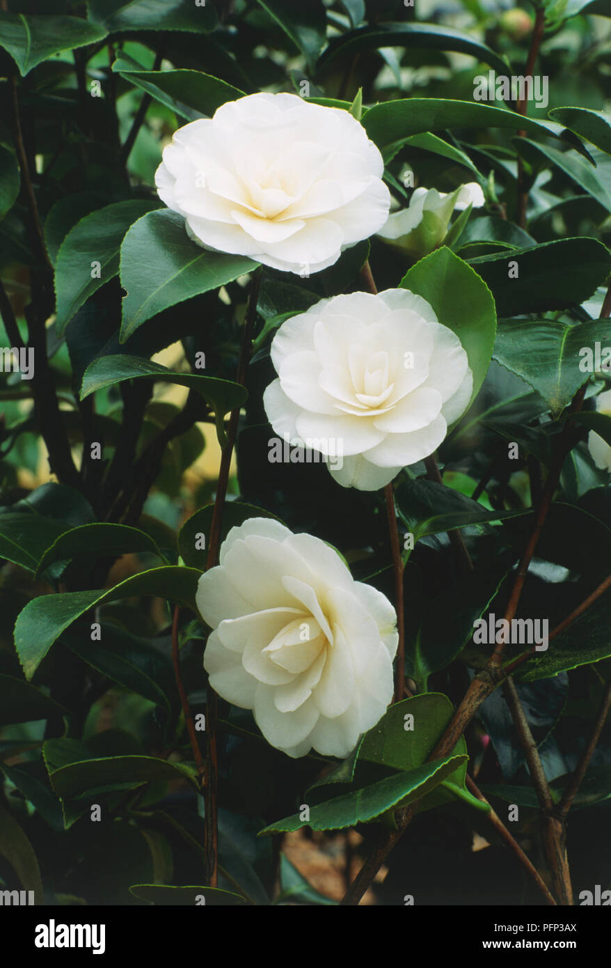 White flower camellia japonica hi-res stock photography and images - Alamy