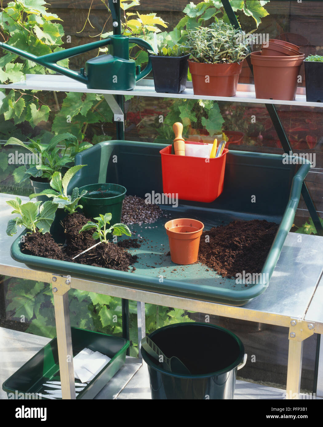 Green plastic potting tray, with flowerpots, potting soil and seedlings ...