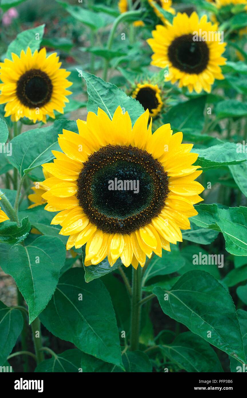 Taiyo hi-res stock photography and images - Alamy