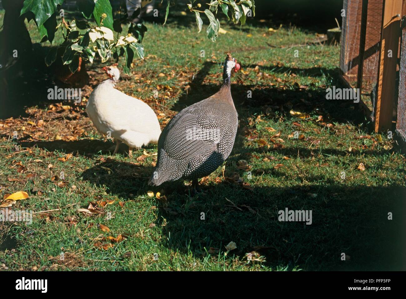 Guineafowl in on lawn domestic garden near enclosure Stock Photo - Alamy