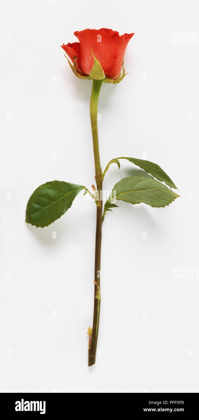 Rosa, a single red rose Stock Photo - Alamy