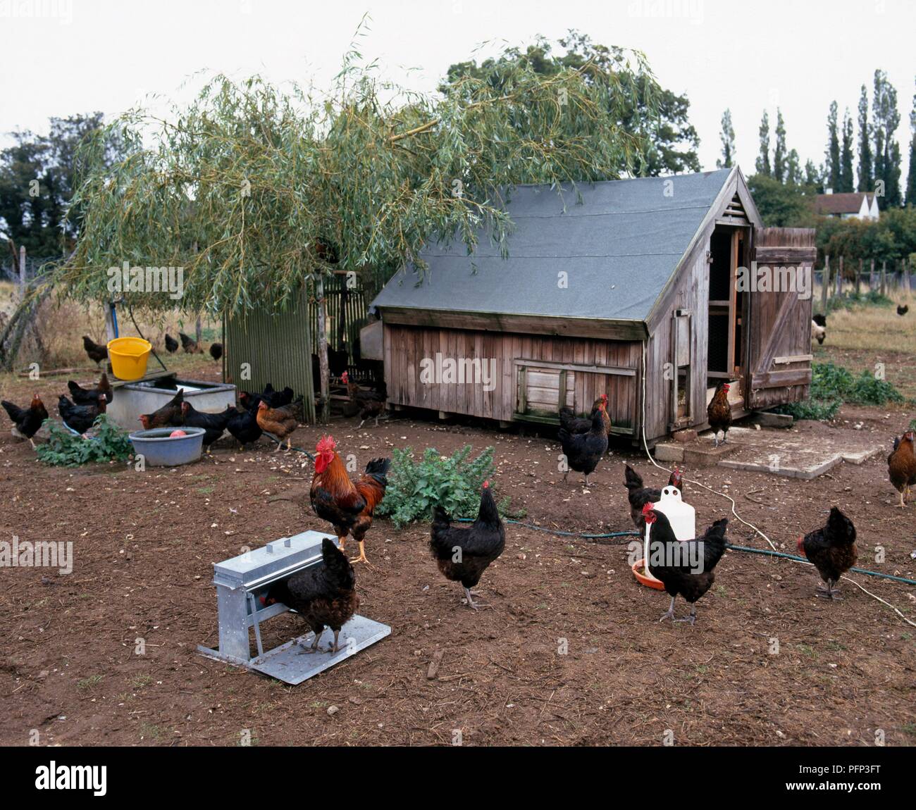 Free range chickens roaming around a fenced enclosure, housing, feeder ...