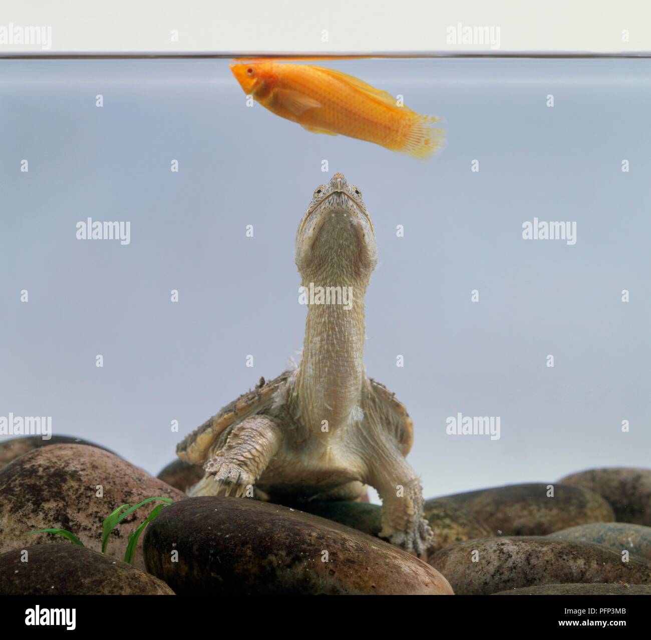 Snapping turtle (Chelydra serpentina) staring at goldfish Stock Photo ...