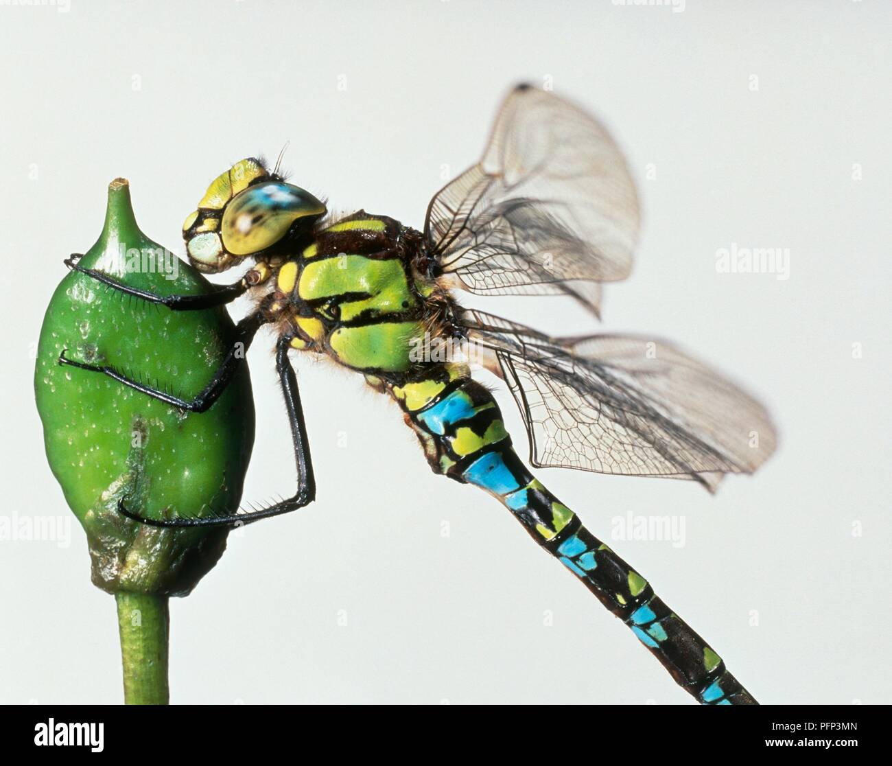 Junius hi-res stock photography and images - Alamy
