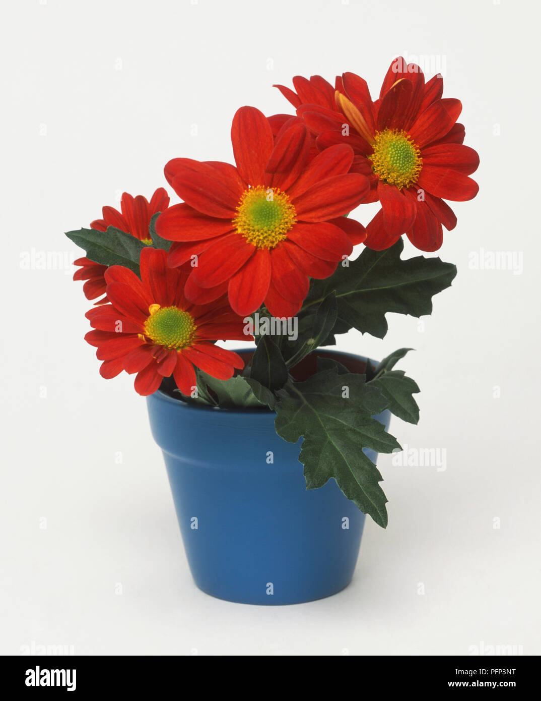 Gerbera sp., red flowers in blue plant pot Stock Photo - Alamy