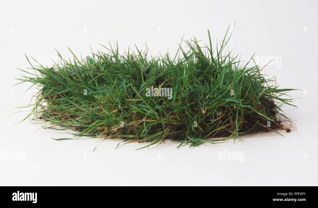 Piece of soil hi-res stock photography and images - Alamy