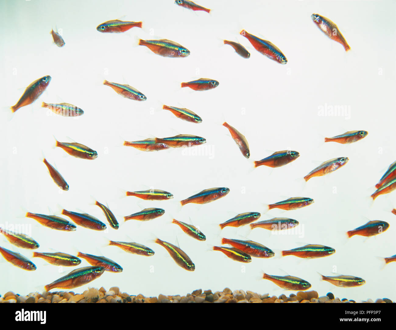 Cardinal Tetras (Paracheirodon axelrodi), shoal Stock Photo - Alamy