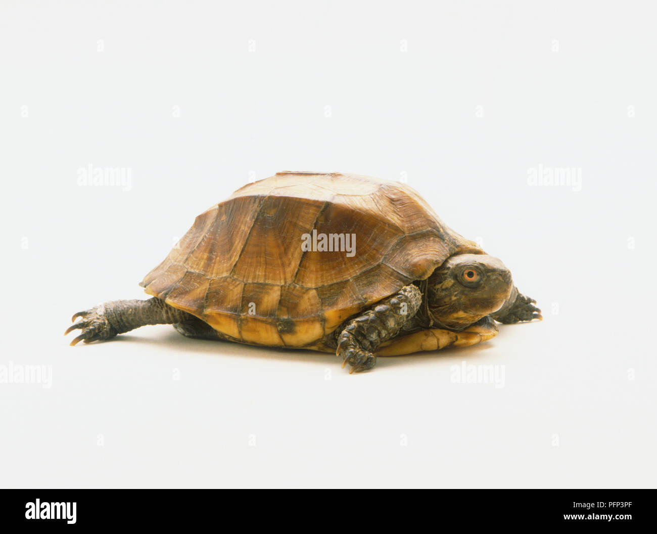 Testudinoidea hi-res stock photography and images - Alamy