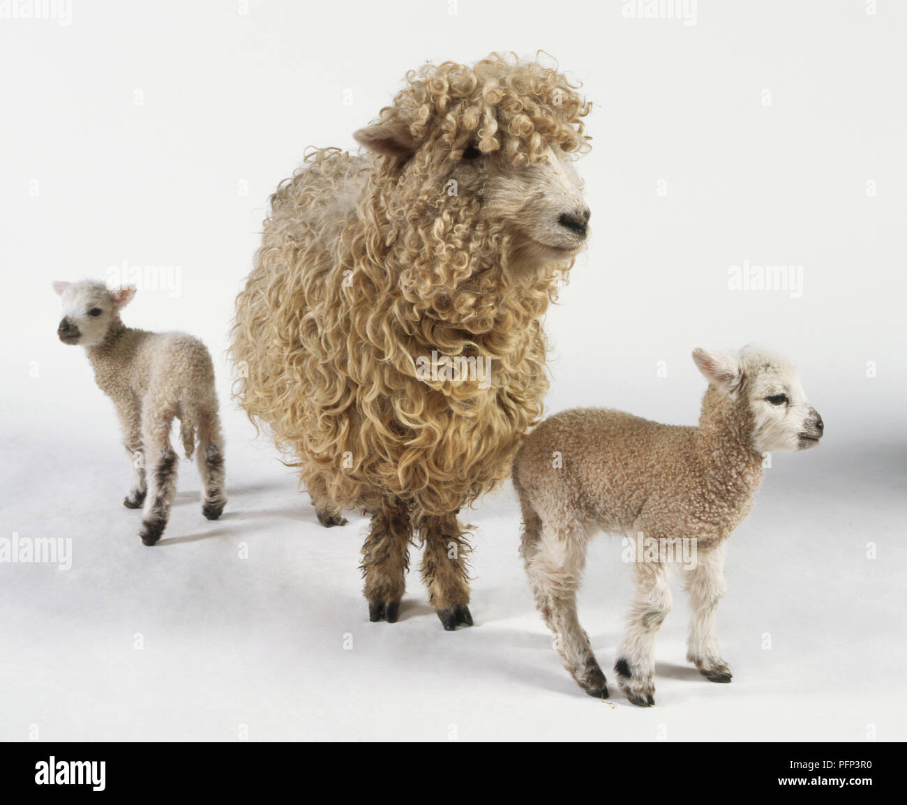 Greyface hi-res stock photography and images - Alamy