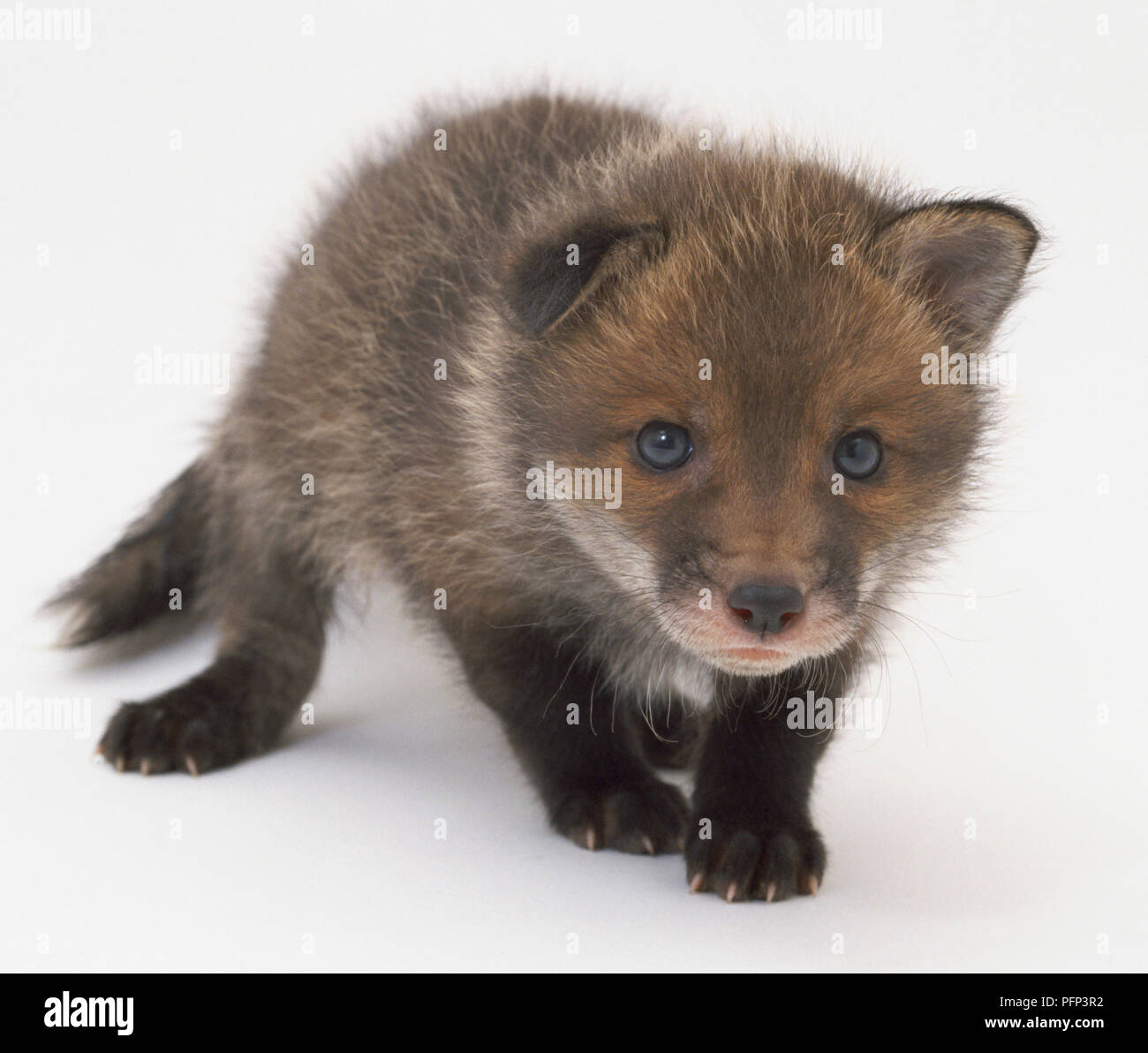 Vulpes vulpes, red fox, family canidae, front view of standing four ...