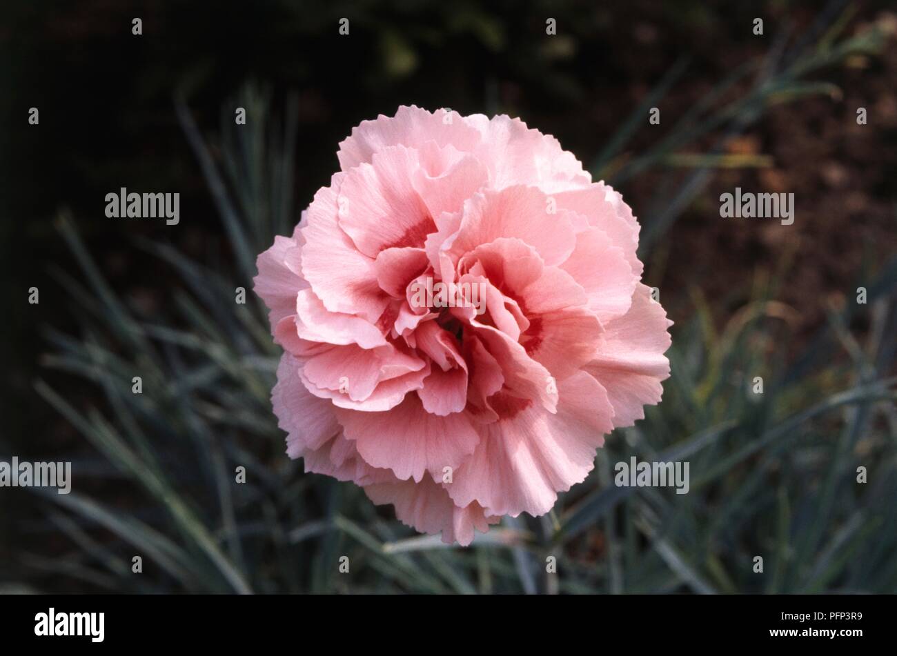 Dianthus Doris High Resolution Stock Photography and Images - Alamy