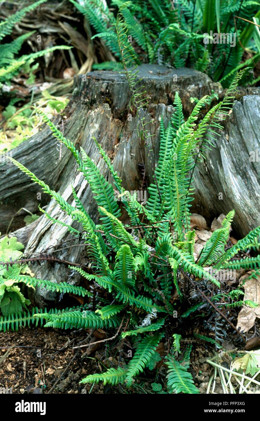 Blechnum spicant spicant hi-res stock photography and images - Alamy
