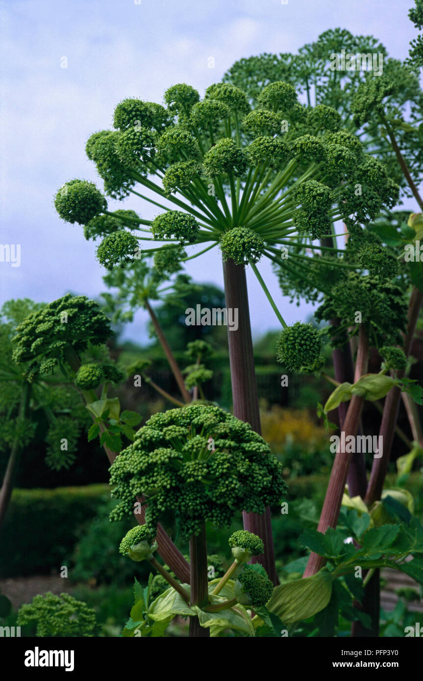 Archangelica officinalis hi-res stock photography and images - Alamy