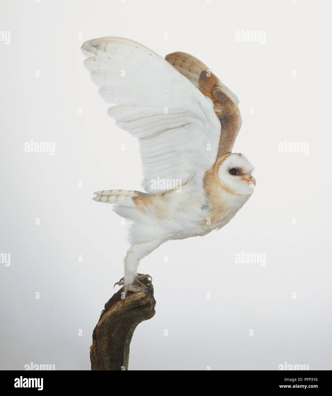 Barn Owl (Tyto alba) raising its wings to take off from perch, side ...