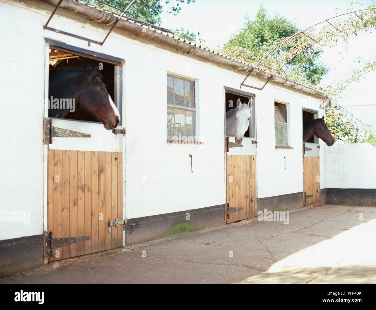 Horse Bolted High Resolution Stock Photography and Images - Alamy