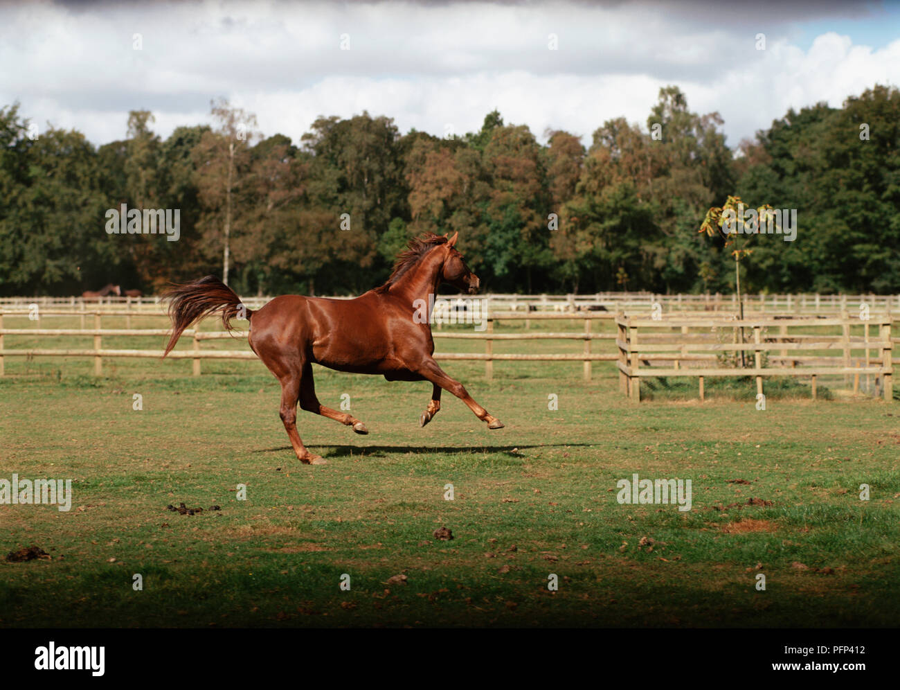 Horse Galloping Through Field Stock Photos & Horse Galloping Through ...