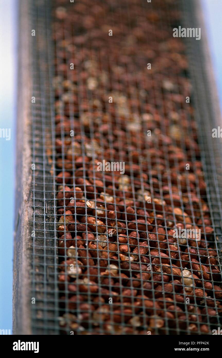 Wire mesh peanut feeder, close-up Stock Photo - Alamy