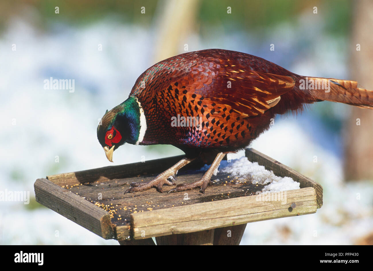 Pheasant On Bird Table High Resolution Stock Photography and Images - Alamy