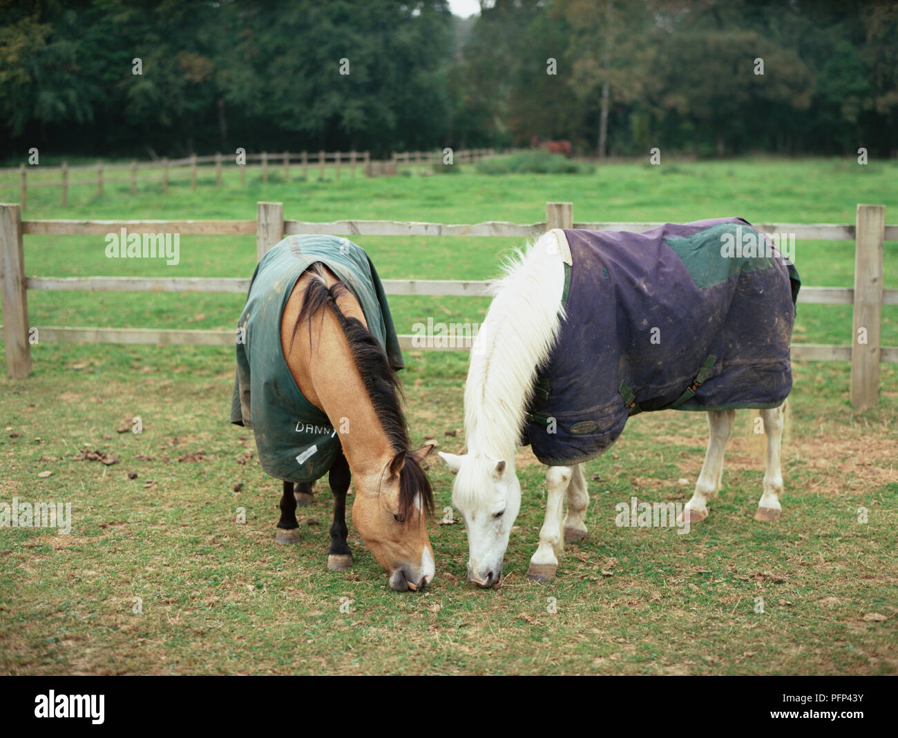 Grazing pony in the field hi-res stock photography and images - Alamy