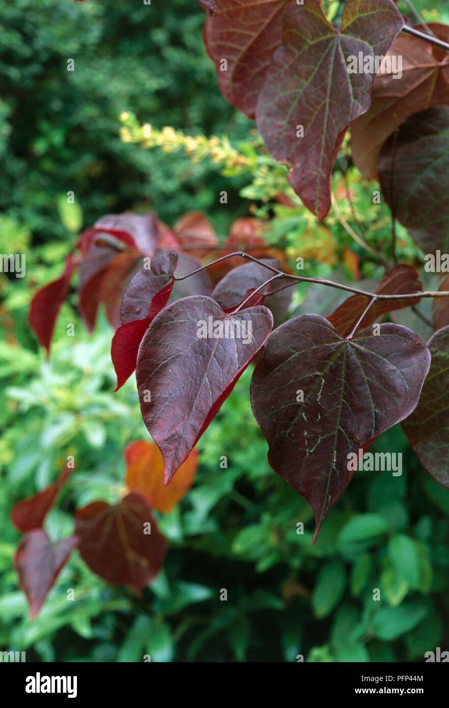 Cercis canadensis 'Forest Pansy' (Eastern redbud), close-up on branch ...