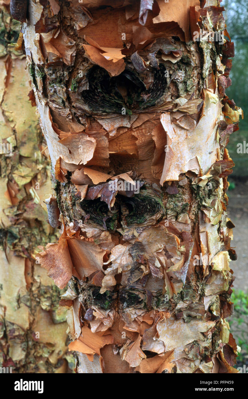 Black birch betula nigra hi-res stock photography and images - Alamy