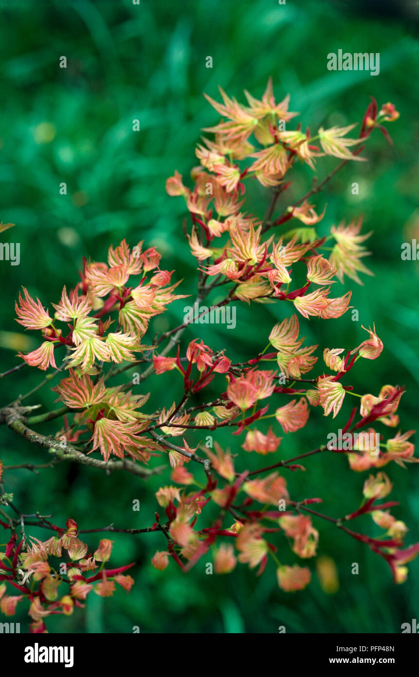 Acer palmatum 'Higasayama'. close up of maple tree showing thin ...
