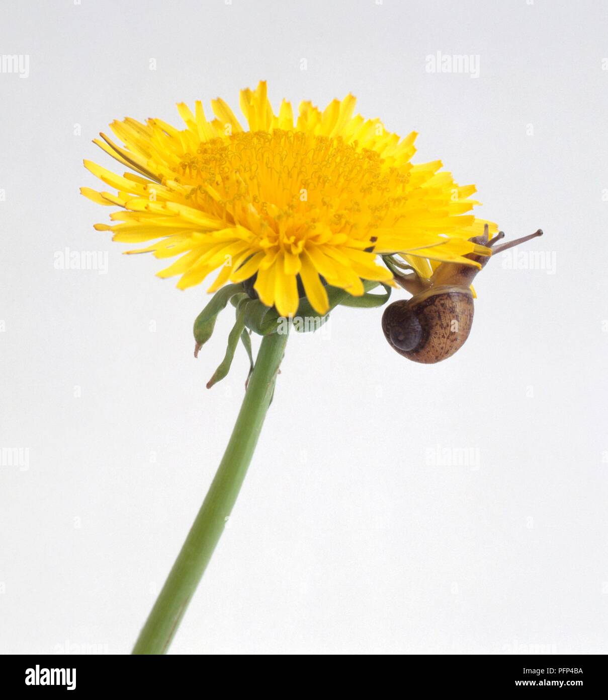 Snail with flower hi-res stock photography and images - Alamy
