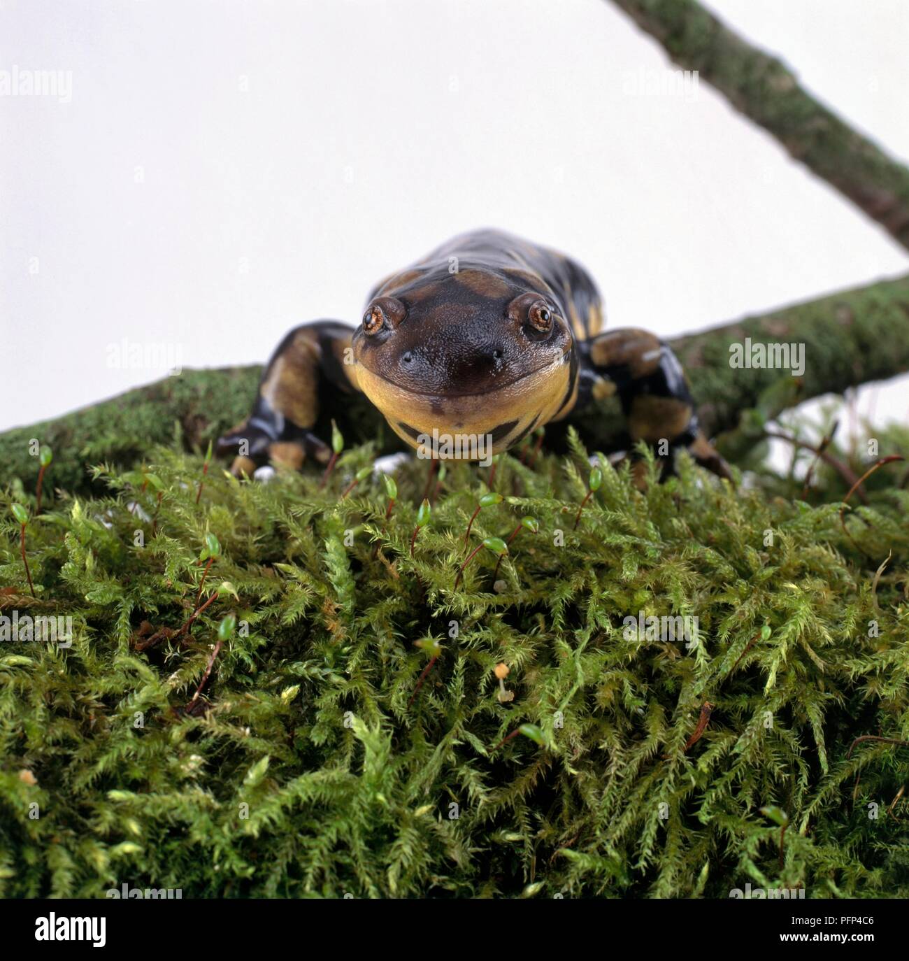 Spotted salamander (Ambystoma maculatum) looking over branch, front ...
