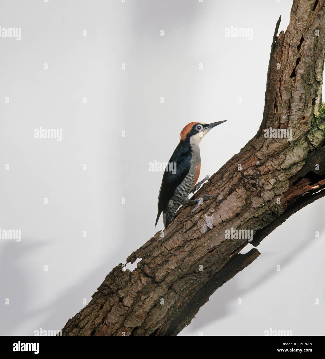 Green woodpecker (Picus viridis) on tree trunk, side view Stock Photo ...