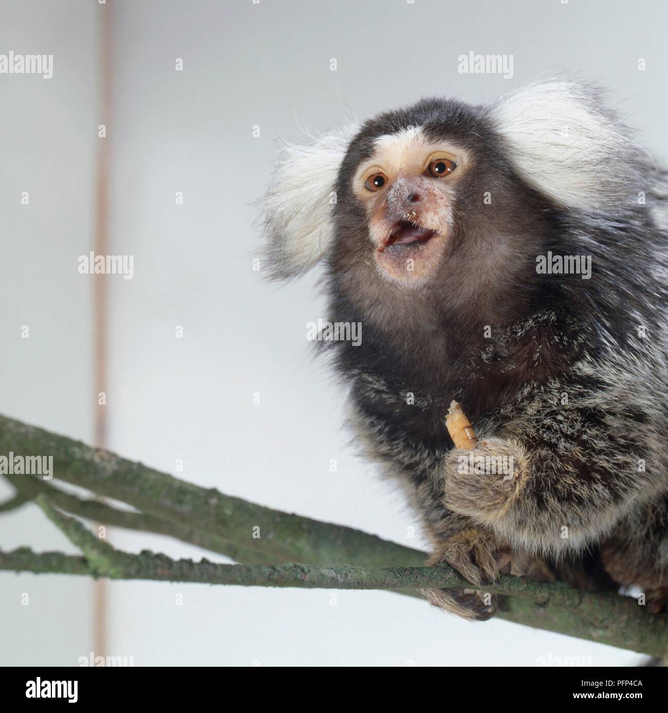 Common marmoset (Callithrix jacchus) sat on branch gripping food in its ...