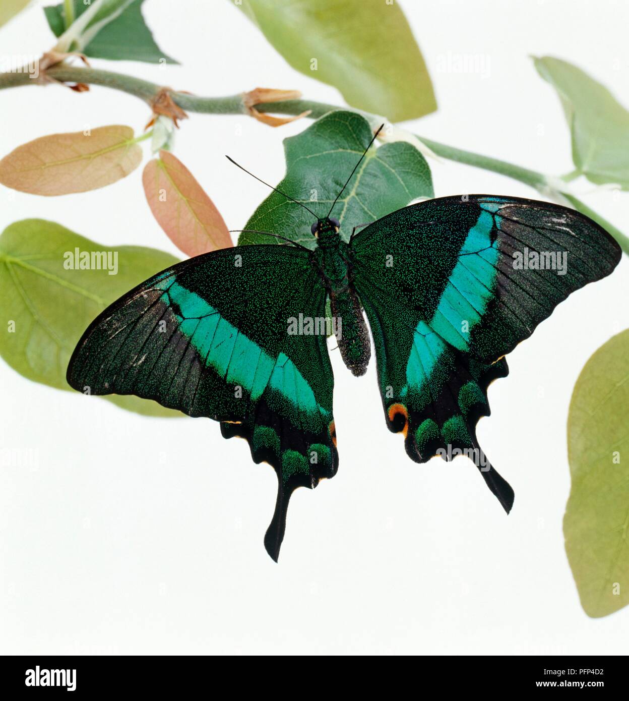 Emerald swallowtail (Papilio palinurus) perching on a leaf Stock Photo ...