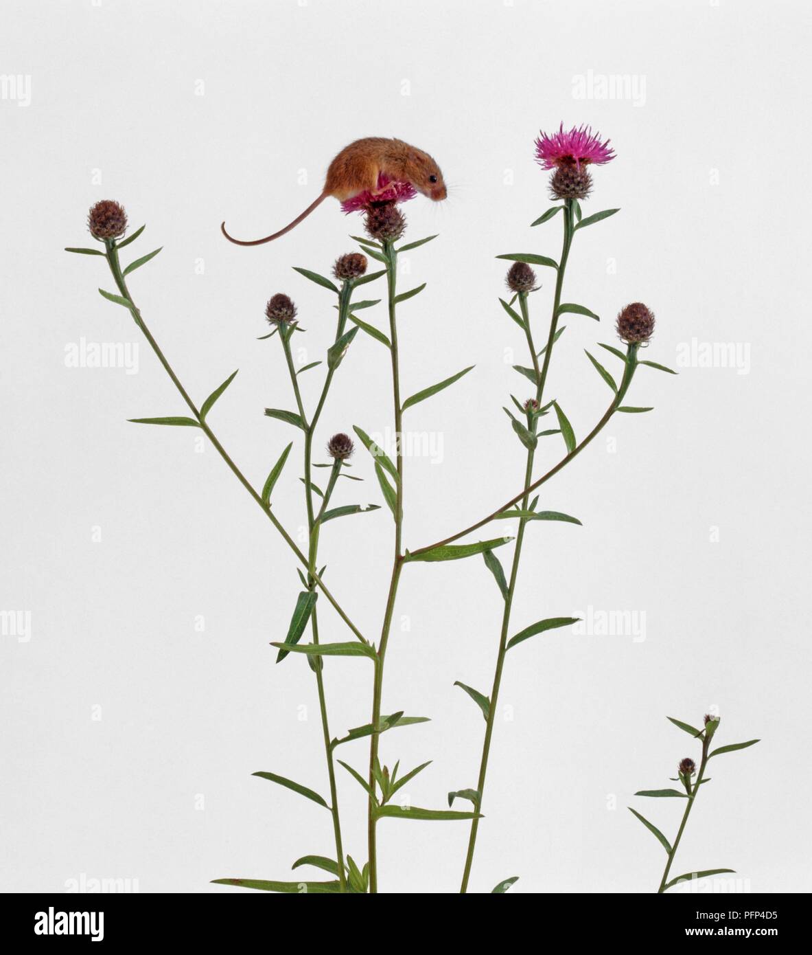 Harvest mouse stalk hi-res stock photography and images - Alamy