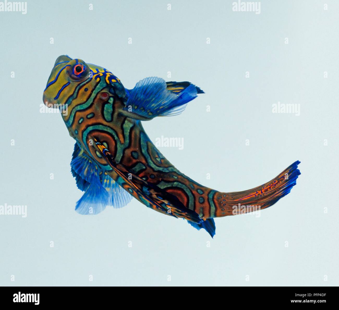Mandarinfish (Synchiropus splendidus), side view Stock Photo - Alamy
