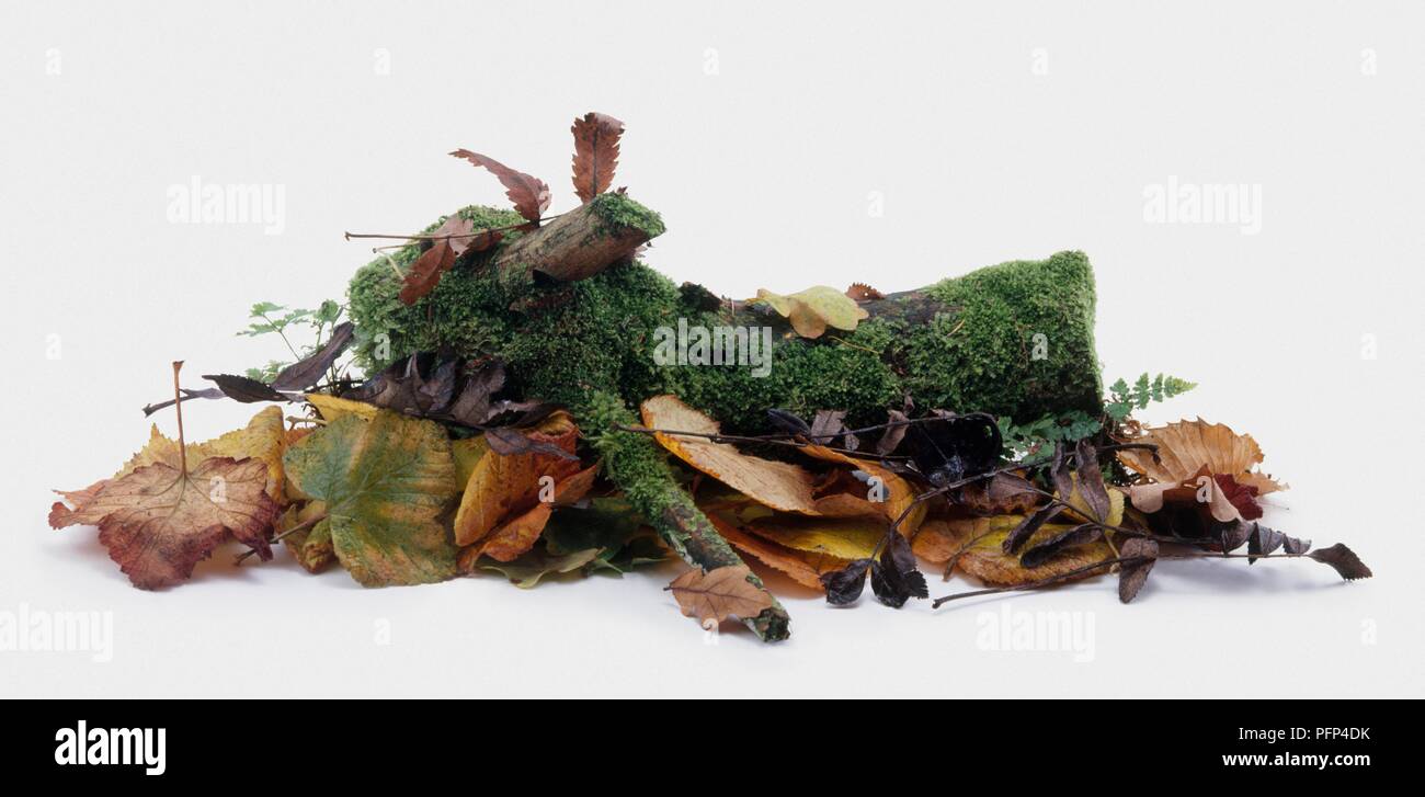 Log leaves hi-res stock photography and images - Alamy