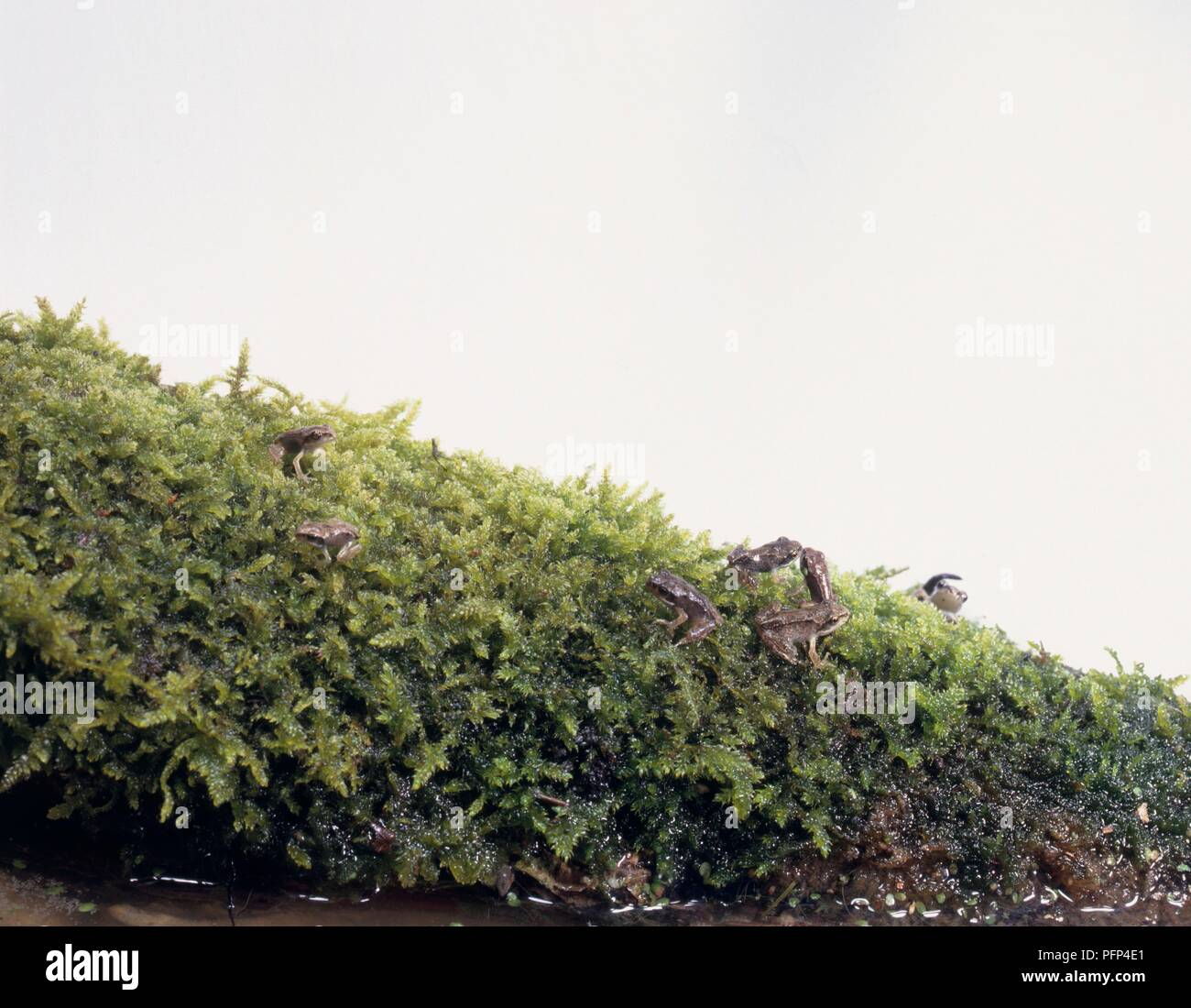 Young frogs (Rana temporaria) on moss Stock Photo - Alamy
