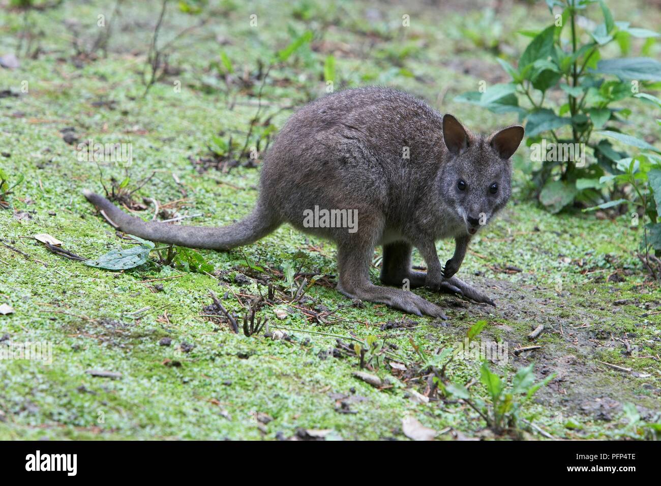 Parma wallaby hi-res stock photography and images - Alamy