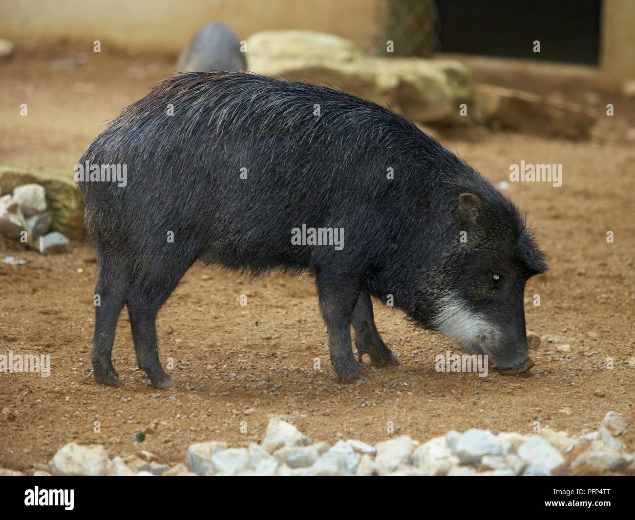 White lipped peccary tayassu pecari hi-res stock photography and images ...